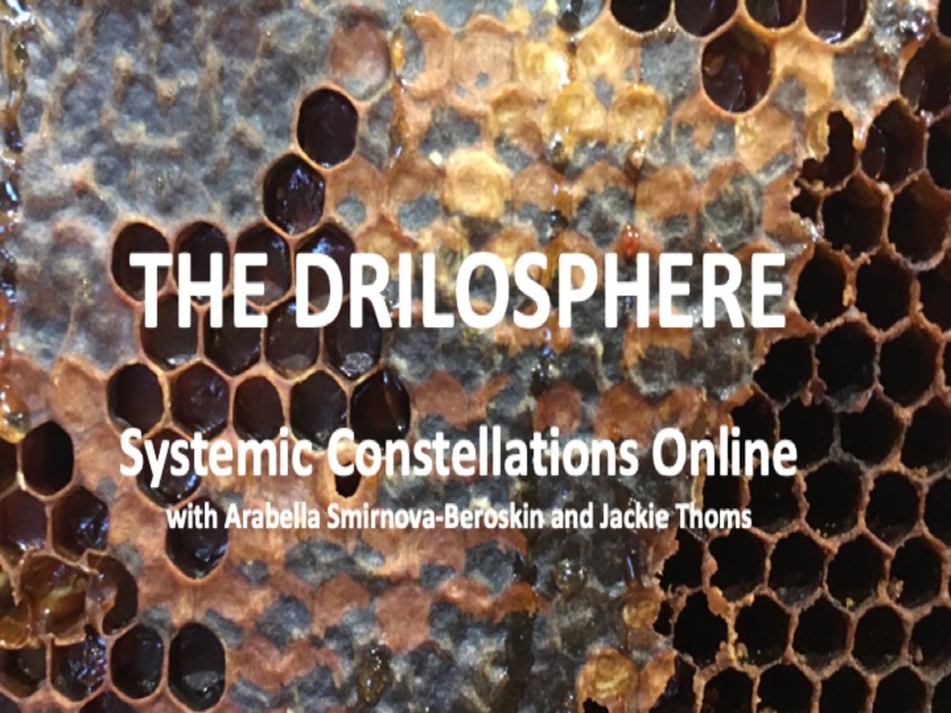 Systemic Constellations · Dandelion